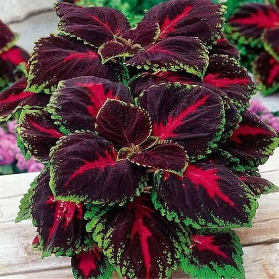 Unraveling the Beauty of Coleus Blumei: A Vibrant Addition to Your Garden