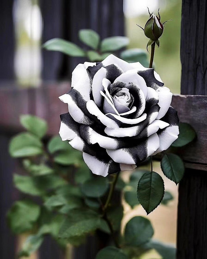 RARE BLACK & WHITE ROSE-fridayw