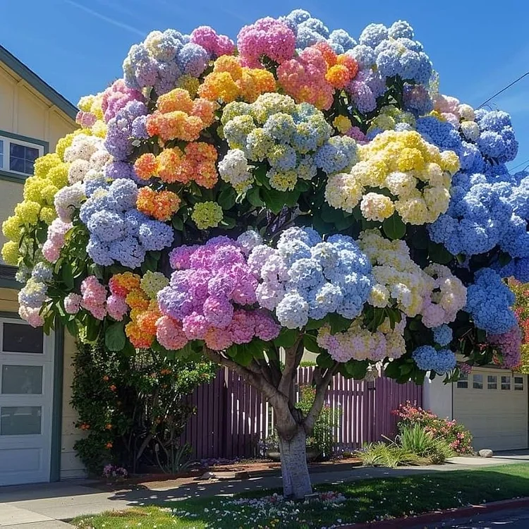 Fairytale Hydrangea Tree Seeds – Dreamy Ombré Blooms, Beginner-Friendly! 🌸