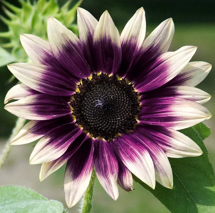 100 Seeds Rare Color Purple Sunflower-Plantjoyfarm-seeds