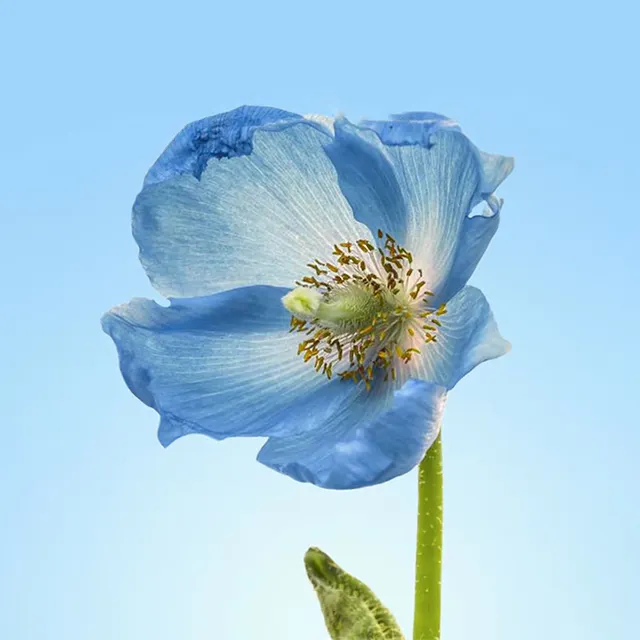 Himalayan Blue Poppy