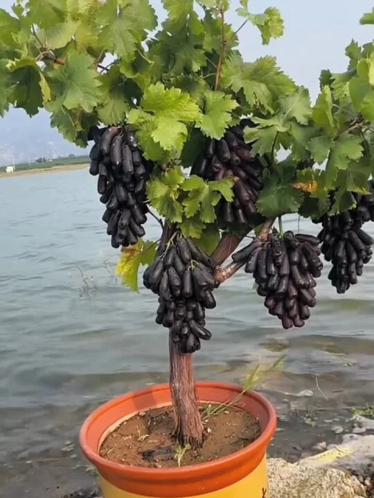 🍇 Unlocking the Magic of Grape Cultivation: A Journey with Dwarf Grape ...