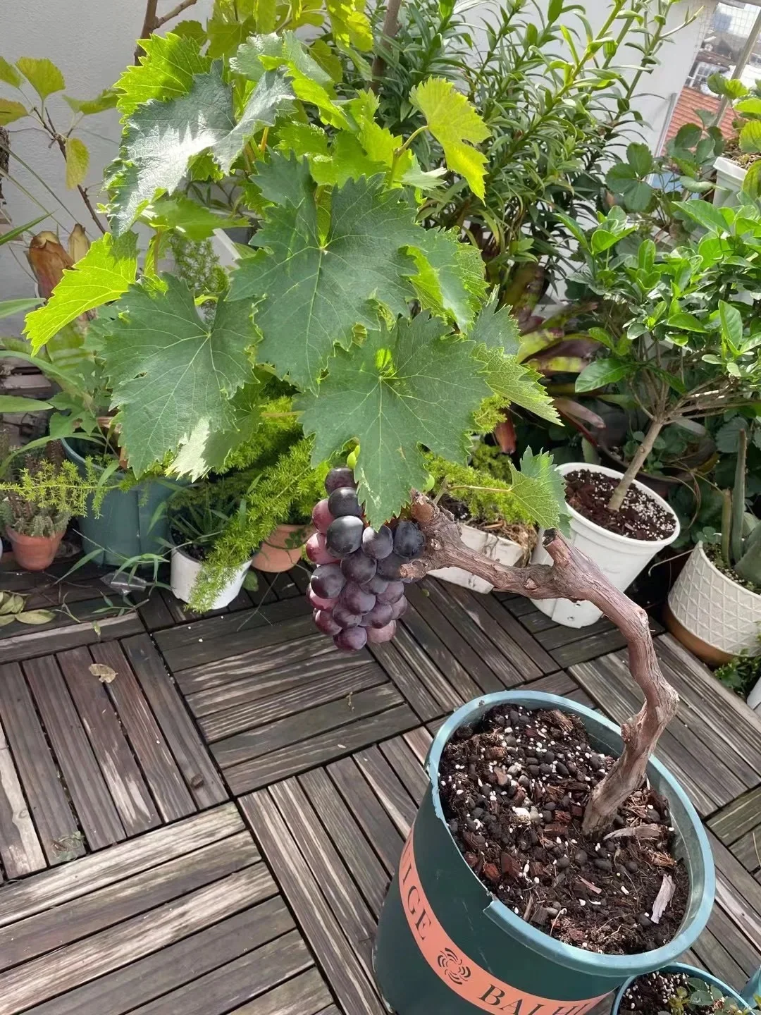 🍇 Unlocking the Magic of Grape Cultivation: A Journey with Dwarf Grape ...