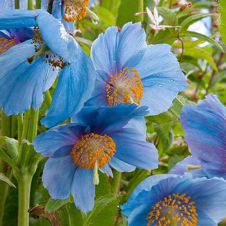 Himalayan Blue Poppy